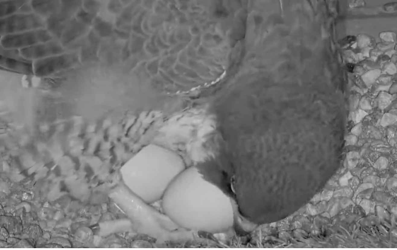 Video - Watch the 2ND Egg Being Laid - UdeM Falcon Nest Cam